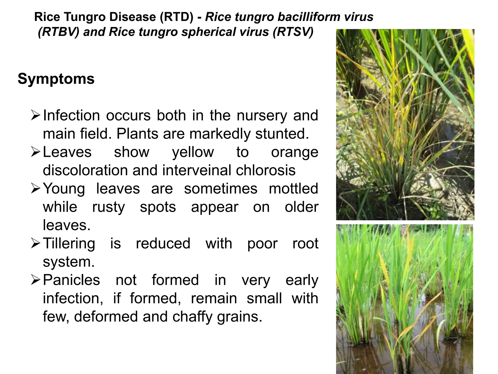Diseases of rice.ppt kkkkkkjjjjkjjjjjjjjj | PPT