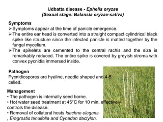 Diseases of rice.ppt kkkkkkjjjjkjjjjjjjjj | PPT