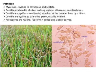 Diseases of rice.ppt kkkkkkjjjjkjjjjjjjjj | PPT
