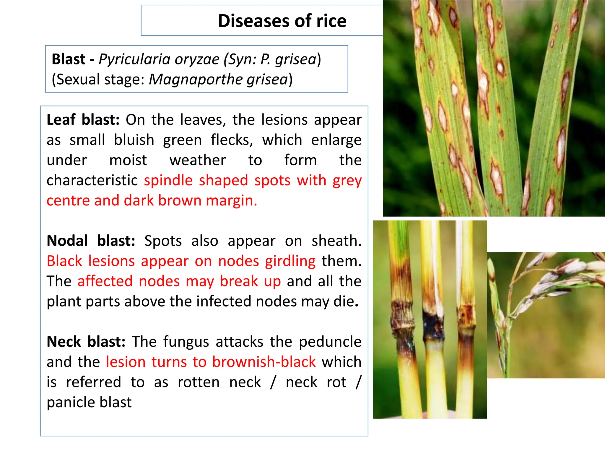 Diseases of rice.ppt kill bill ingionggffdd | PPT