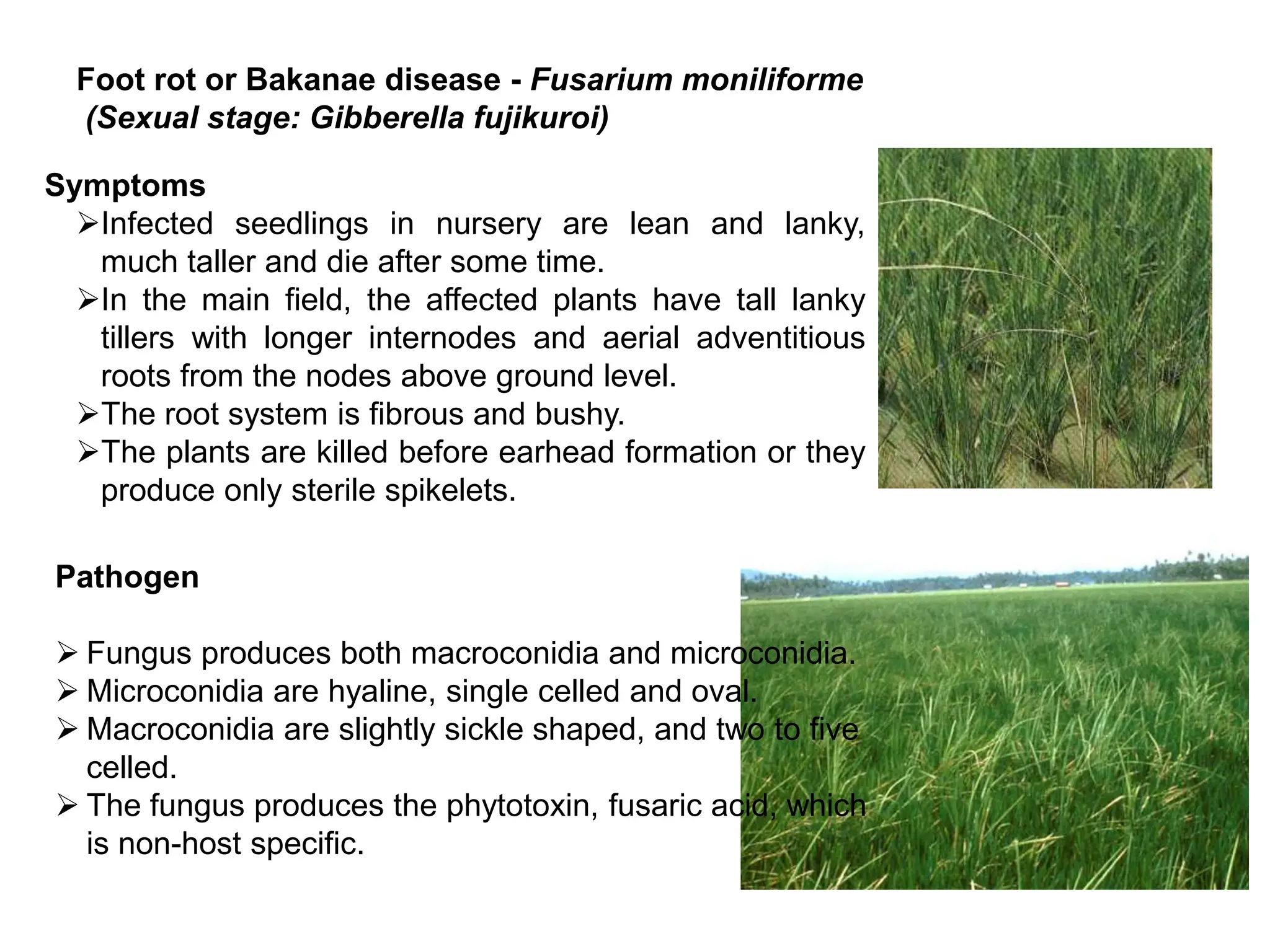Diseases of rice.ppt kill bill ingionggffdd | PPT