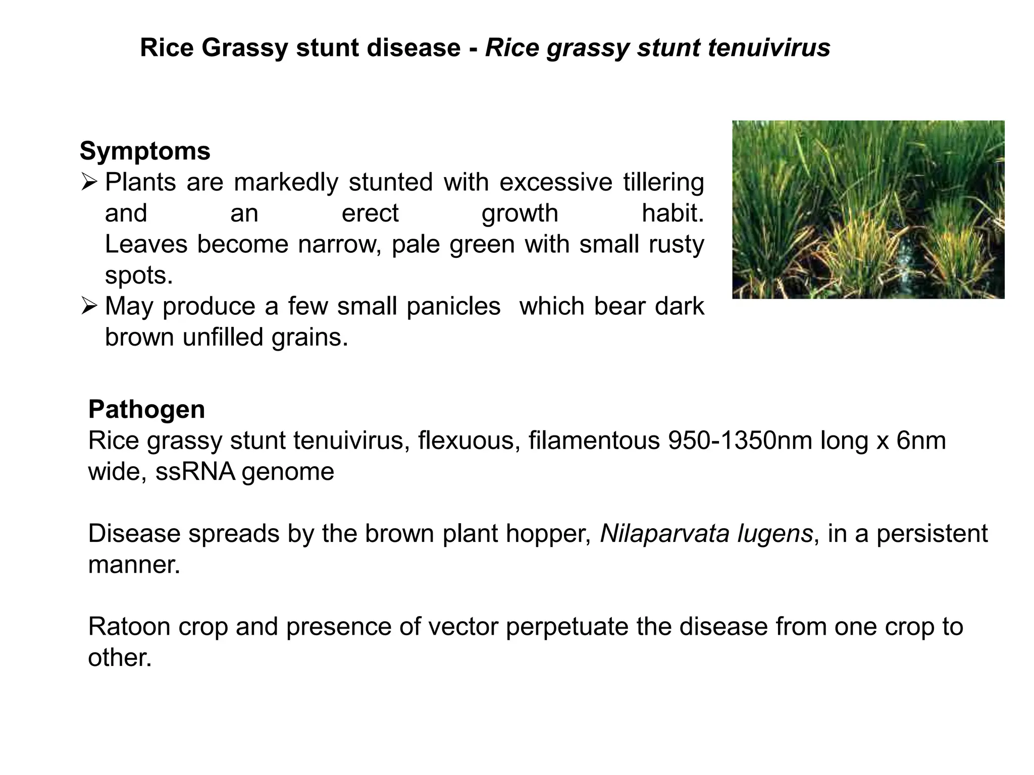Diseases of rice.ppt kill bill ingionggffdd | PPT