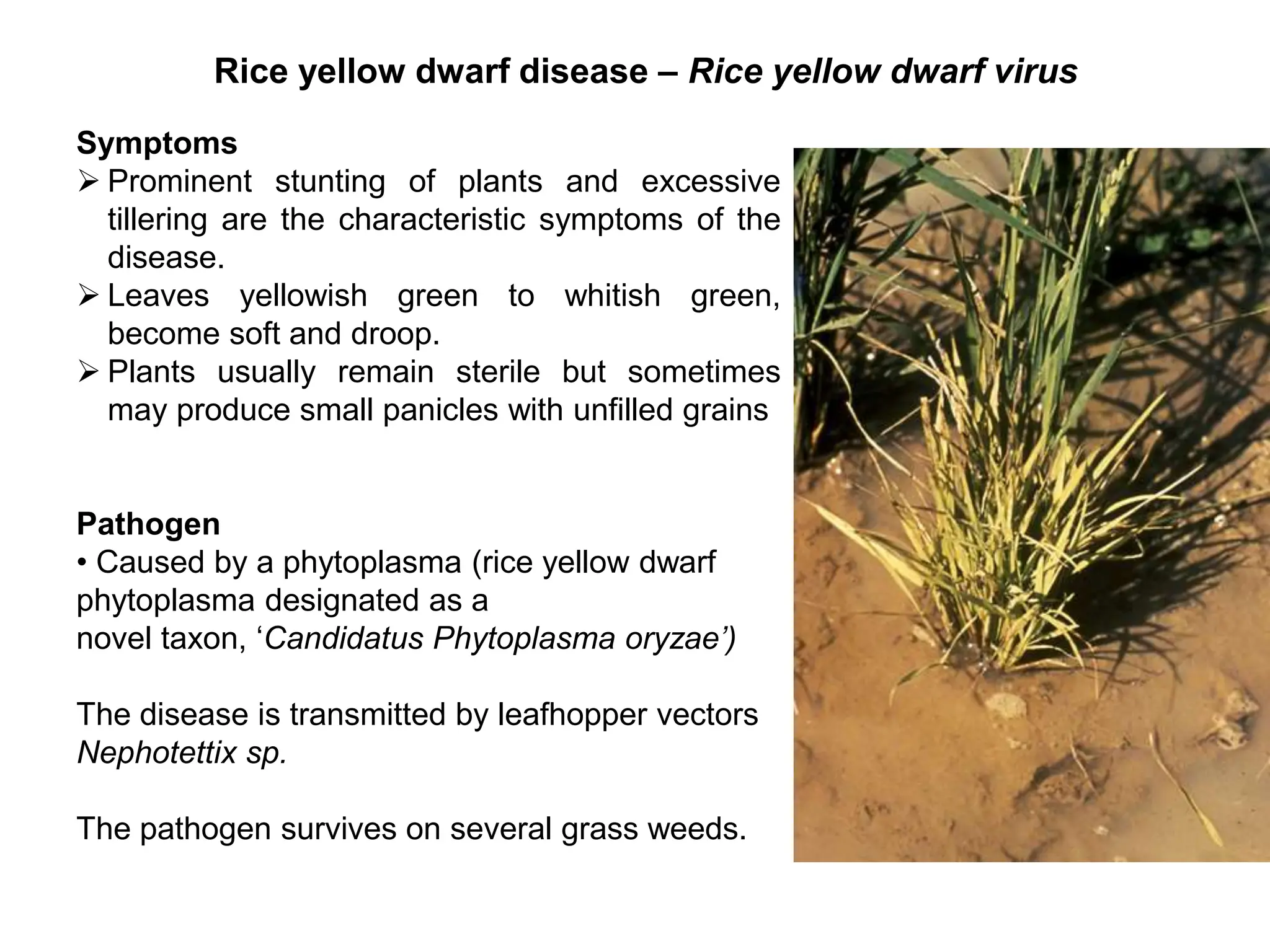 Diseases of rice.ppt kill bill ingionggffdd | PPT