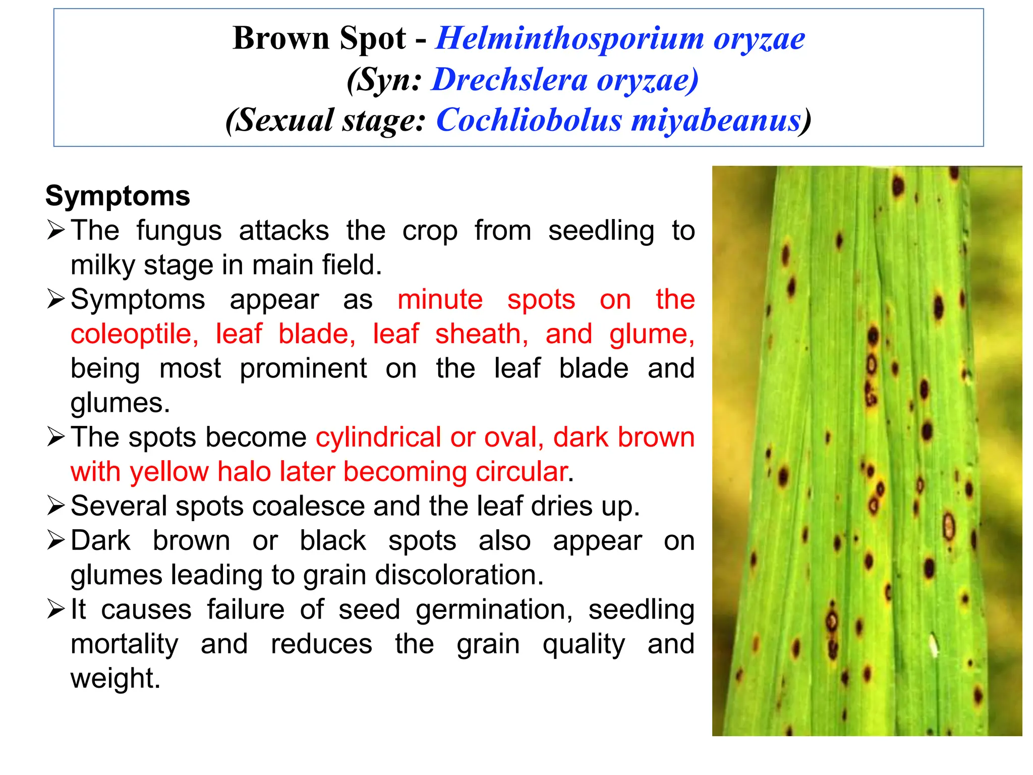 Diseases of rice.ppt kill bill ingionggffdd | PPT