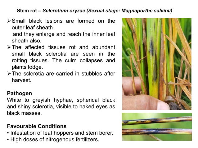 Diseases of rice.ppt kill bill ingionggffdd | PPT