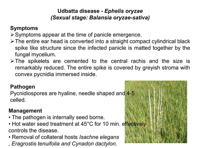 Diseases of rice.ppt kill bill ingionggffdd | PPT
