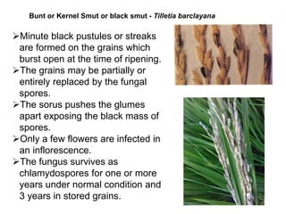 Diseases of rice.ppt kill bill ingionggffdd | PPT