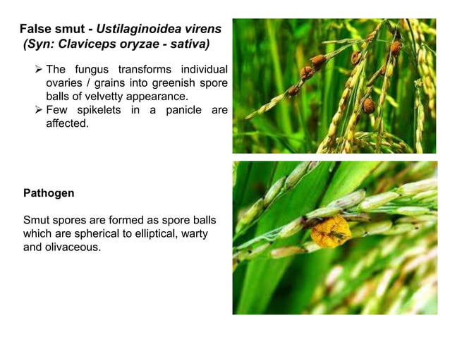 Diseases of rice.ppt kill bill ingionggffdd | PPT