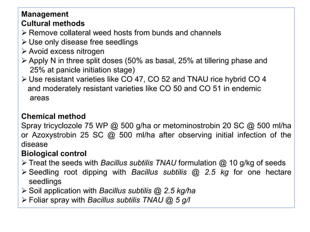 Diseases of rice.ppt kill bill ingionggffdd | PPT