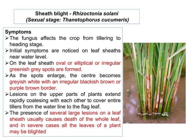 Diseases of rice.ppt kill bill ingionggffdd | PPT