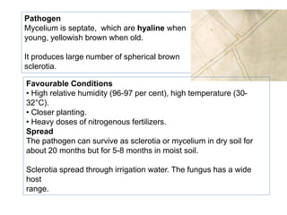 Diseases of rice.ppt kill bill ingionggffdd | PPT
