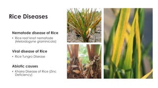 the major Diseases of Rice their classifications and types.pdf