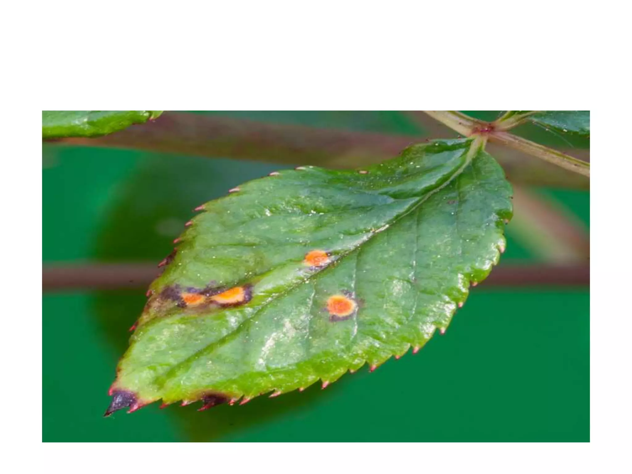 Diseases of rose, Crown Gall Rot, Black Spot, Powdery mildew of Rose ...