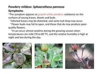 DISEASES OF ROSE PPT IN PATHOLOGY DEPARTMENT | PPTX
