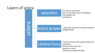 Diseases of sclera | PDF