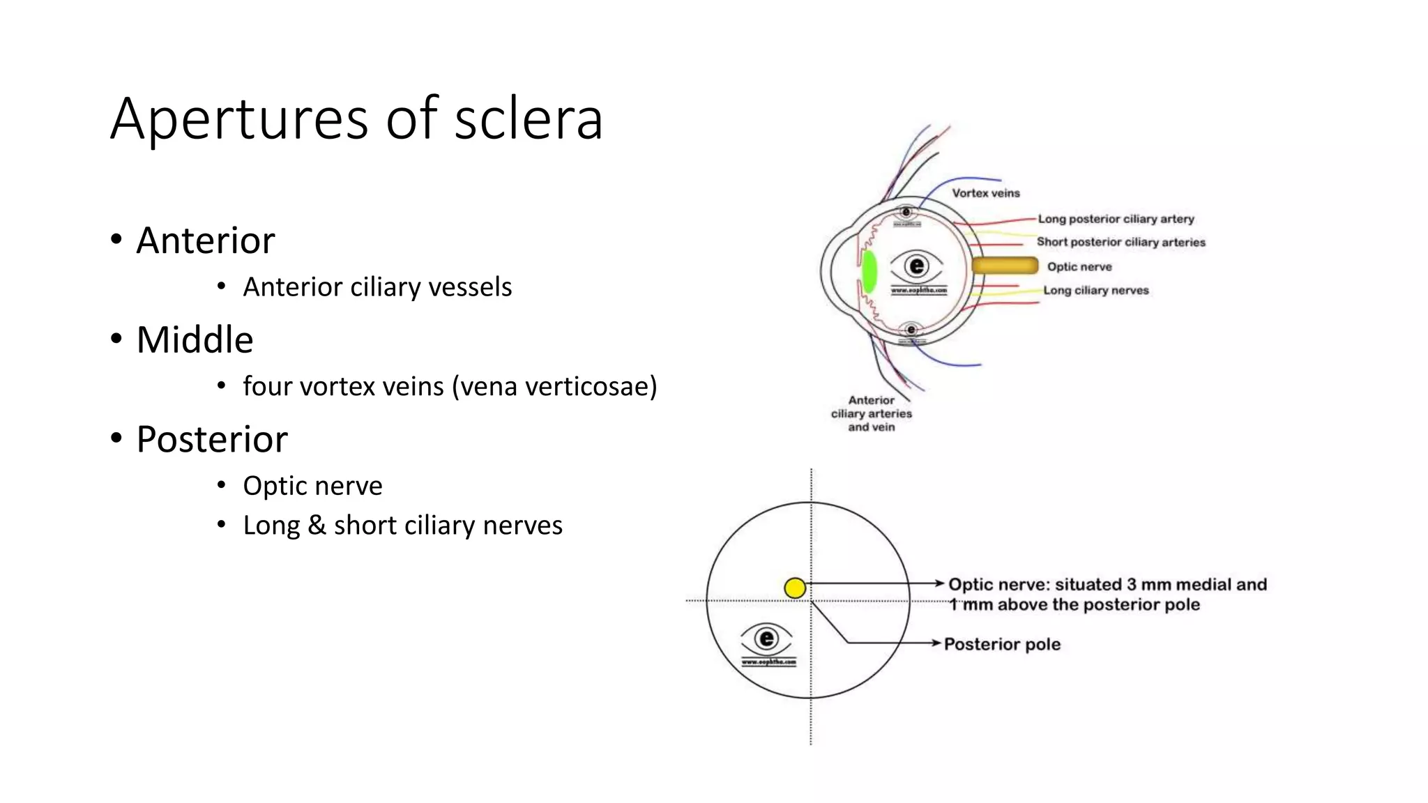 Diseases of sclera ppt ophthalmology | PPTX
