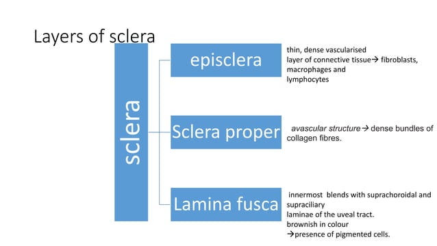 Diseases of sclera ppt ophthalmology | PPTX | Eye and Vision Conditions ...