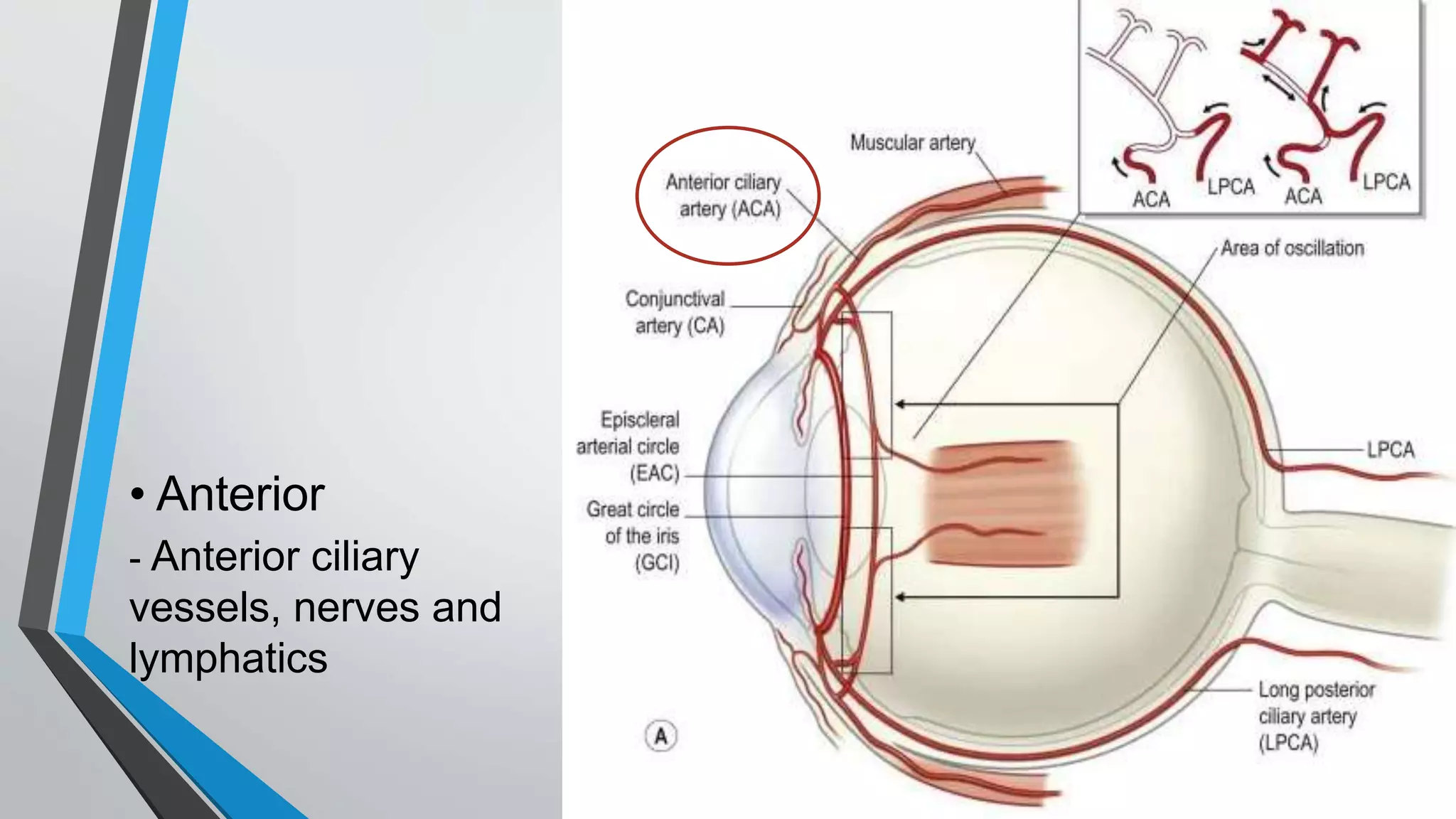 Diseases of sclera | PPTX