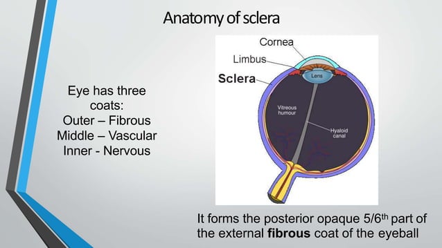 Diseases of sclera | PPTX | Eye and Vision Conditions | Diseases and ...