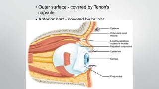 Diseases of sclera | PPTX