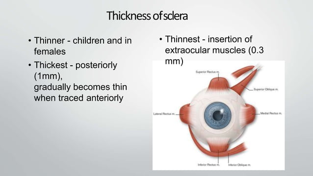 Diseases of sclera | PPTX | Eye and Vision Conditions | Diseases and ...