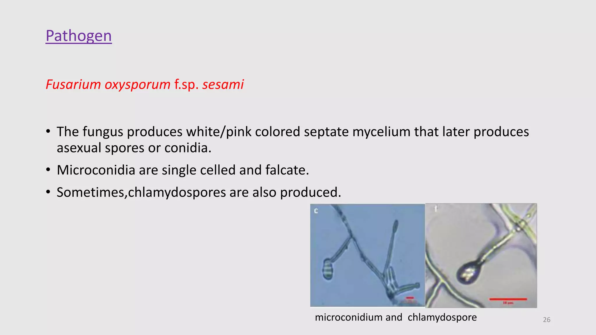 DISEASES OF SESAMUM.pptx