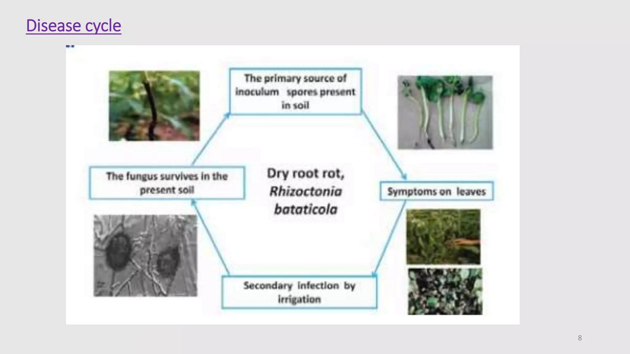 DISEASES OF SESAMUM.pptx
