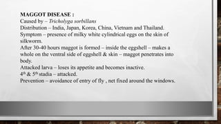 Diseases of silkworm | PPTX