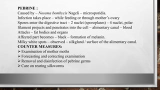 Diseases of silkworm | PPTX