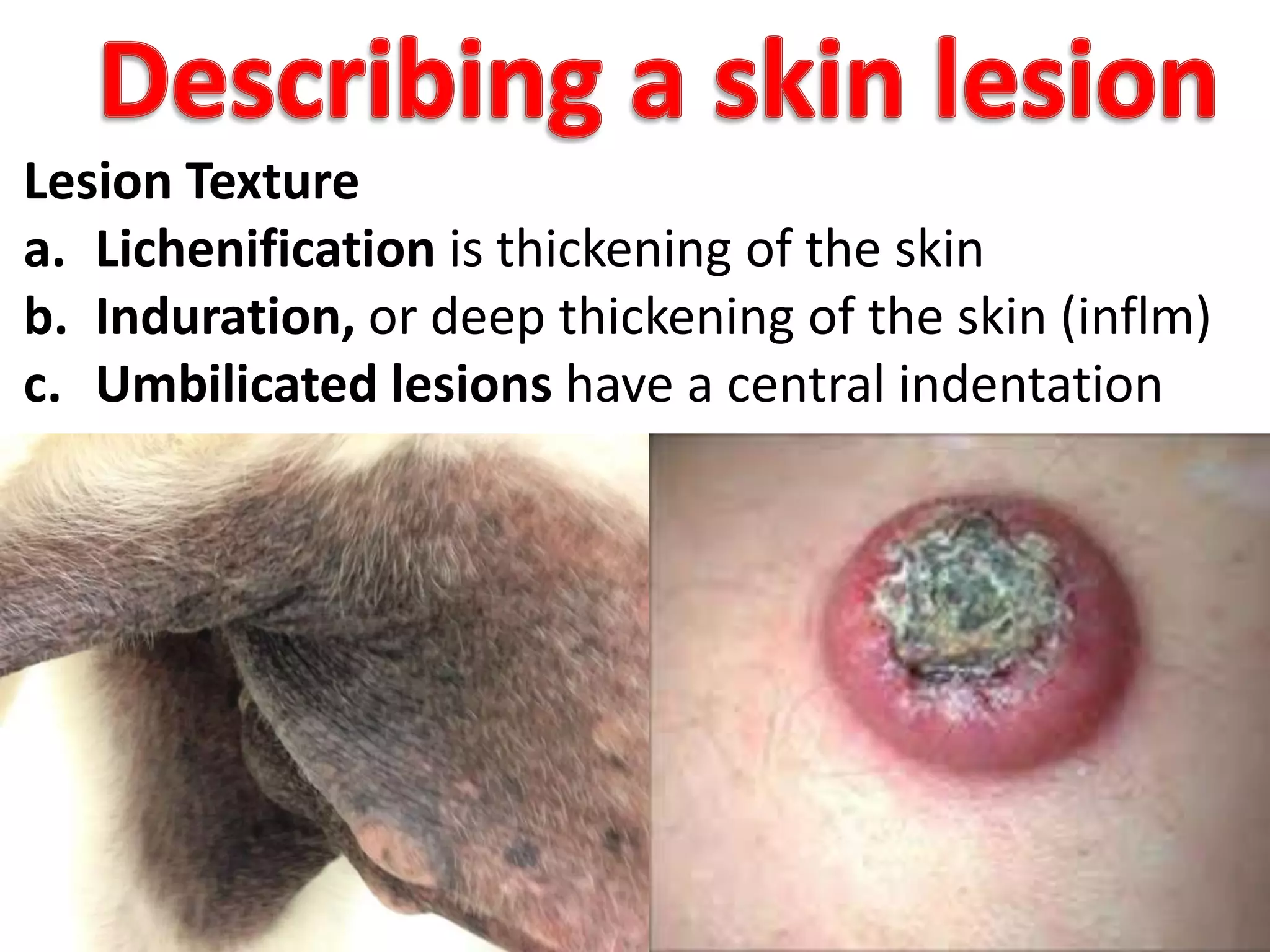Diseases of skin - Veterinary Dermatology | PPTX