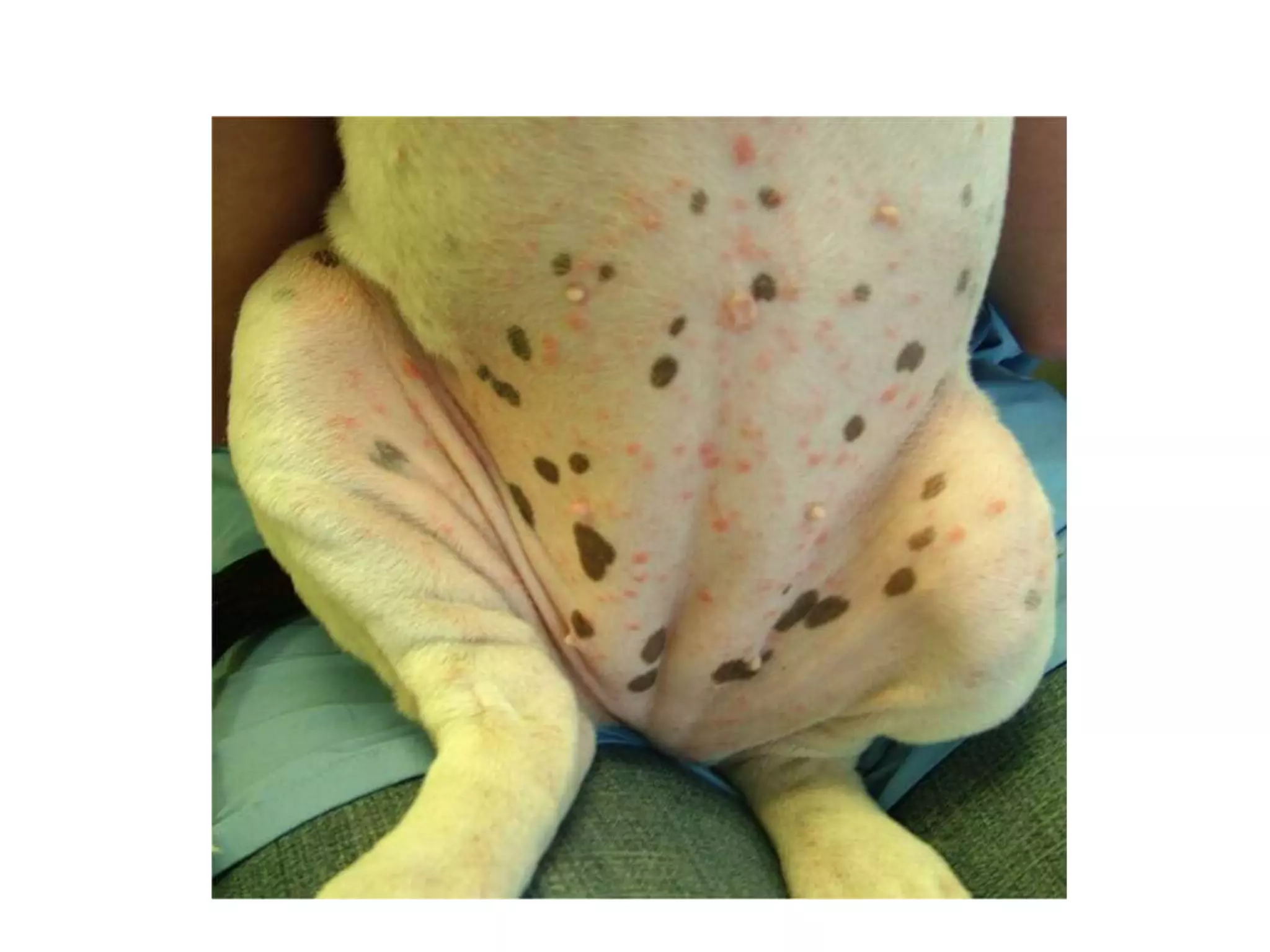Diseases of skin - Veterinary Dermatology | PPTX