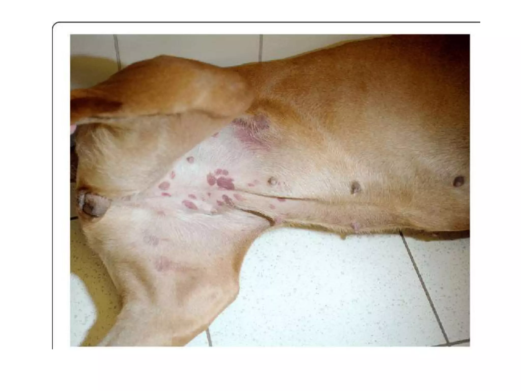 Diseases of skin - Veterinary Dermatology | PPTX