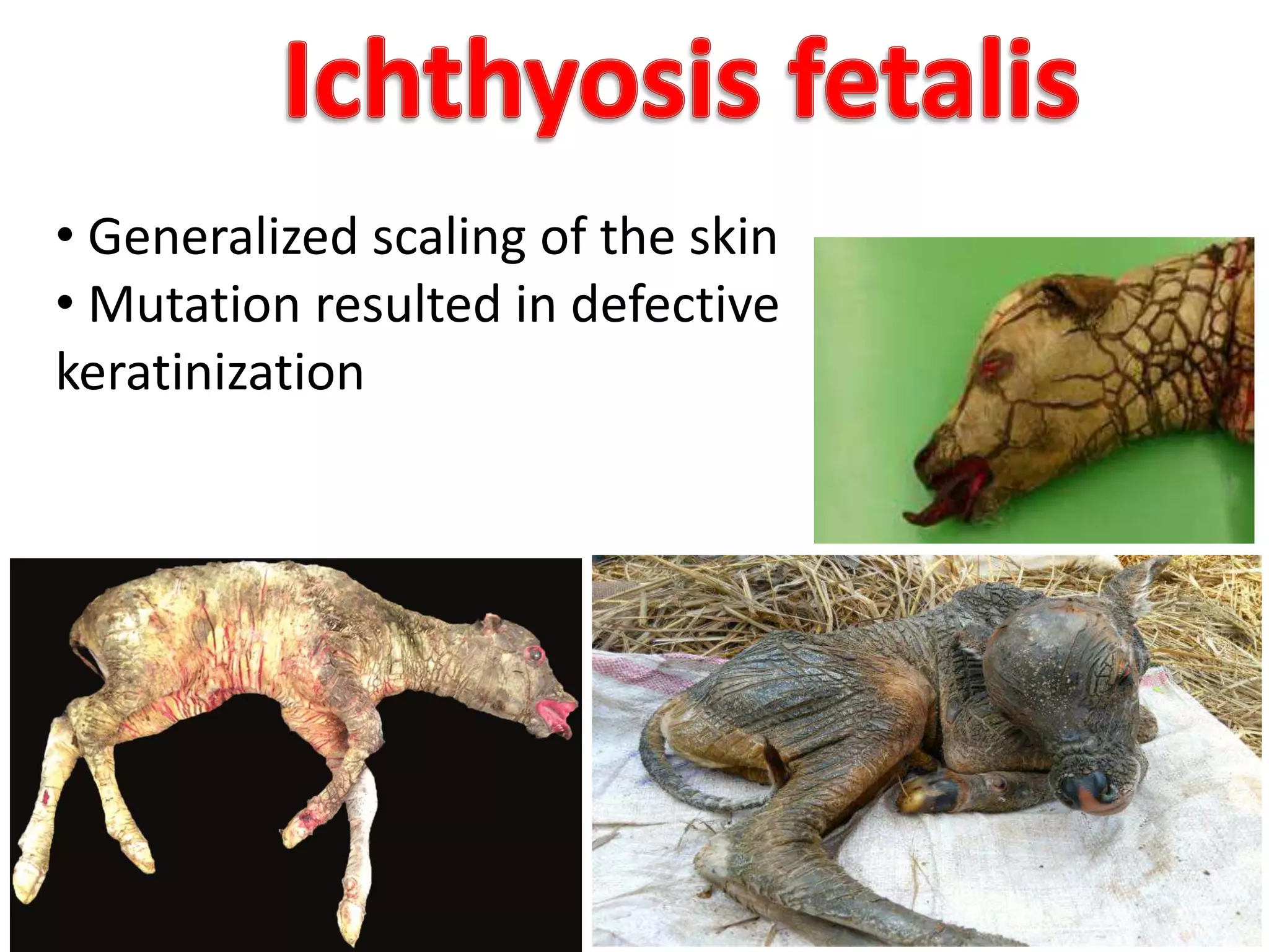 Diseases of skin - Veterinary Dermatology | PPTX