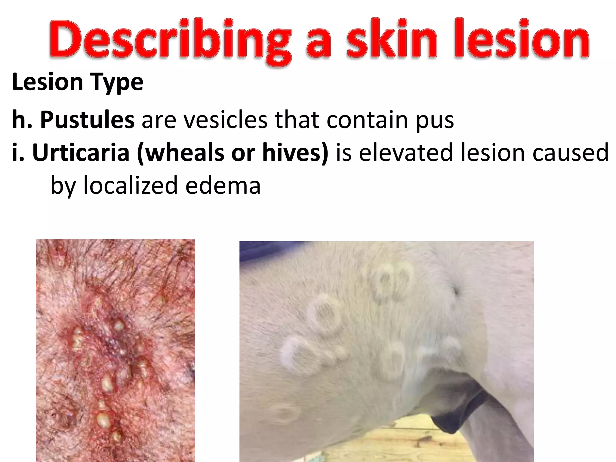 Diseases of skin - Veterinary Dermatology | PPTX