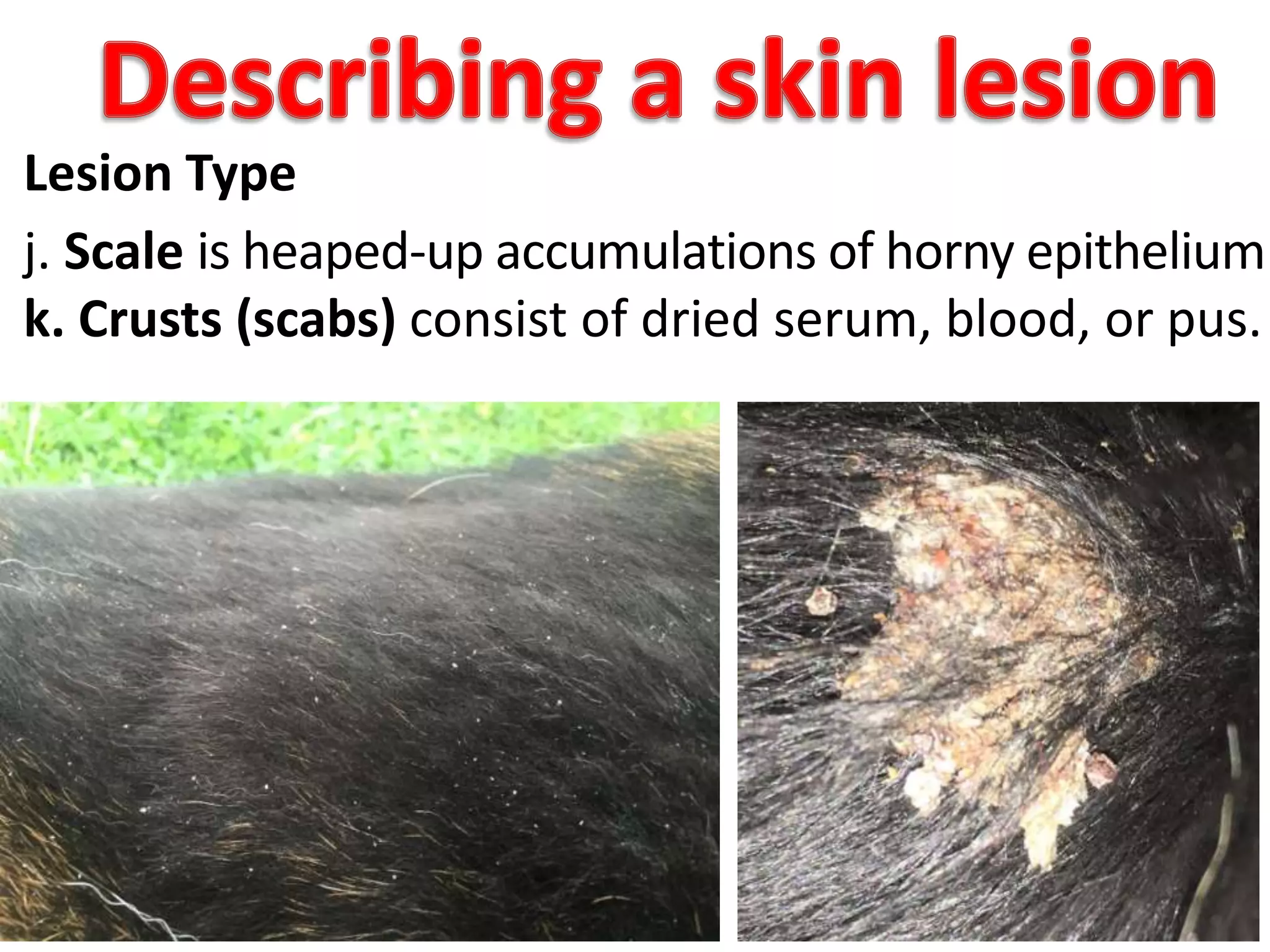 Diseases of skin - Veterinary Dermatology | PPTX
