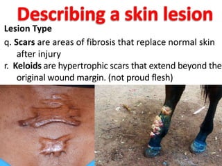 Diseases of skin - Veterinary Dermatology | PPTX