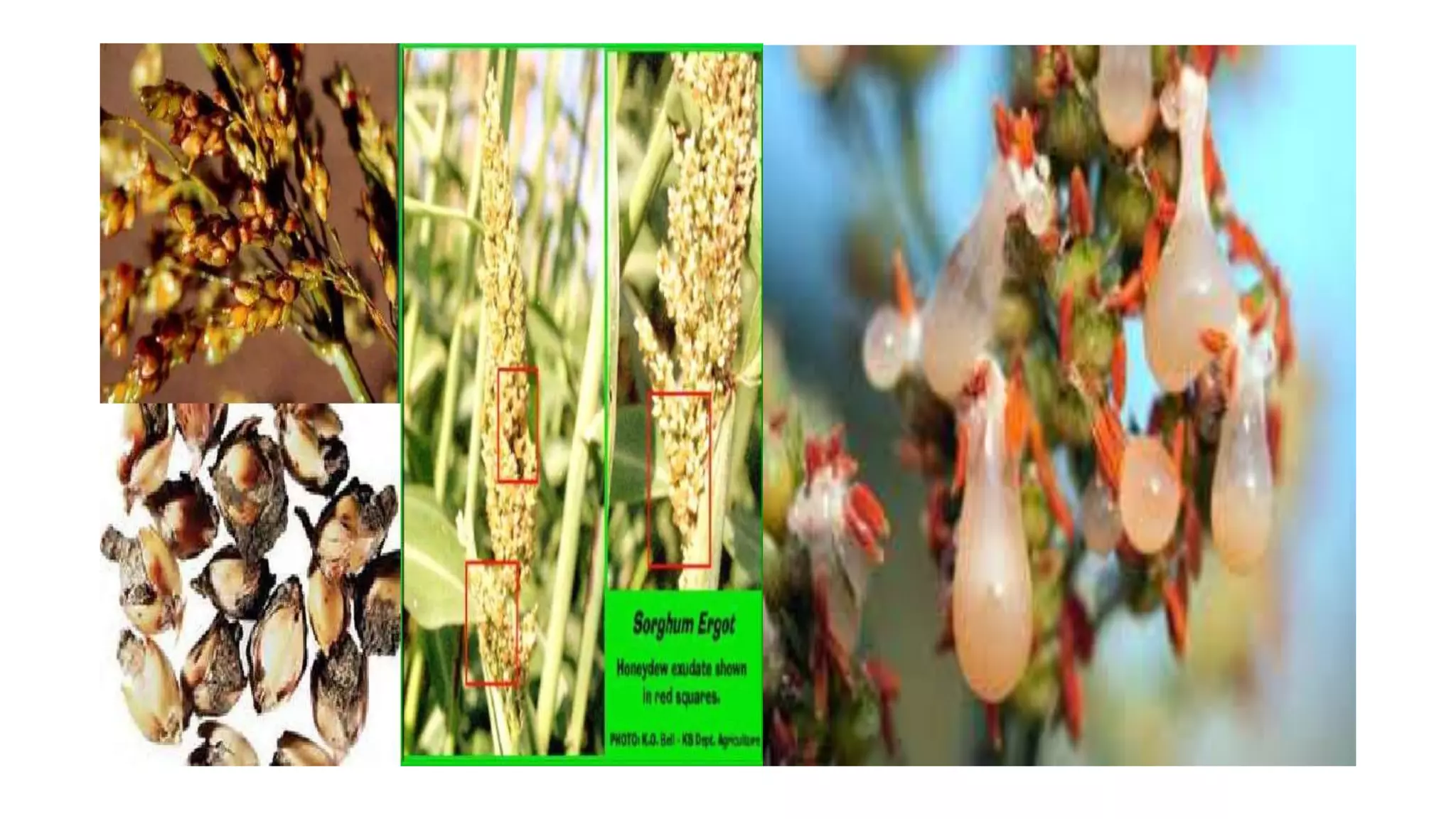 Diseases of sorghum | PPTX