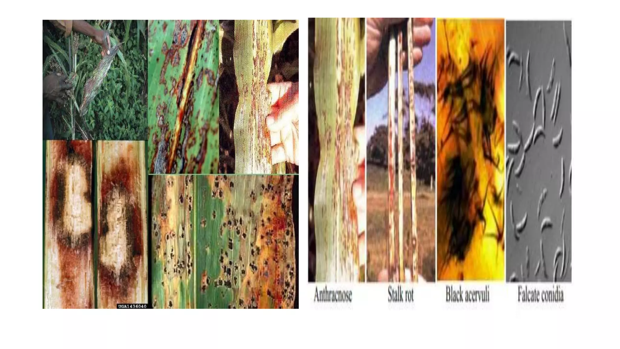 Diseases of sorghum | PPTX
