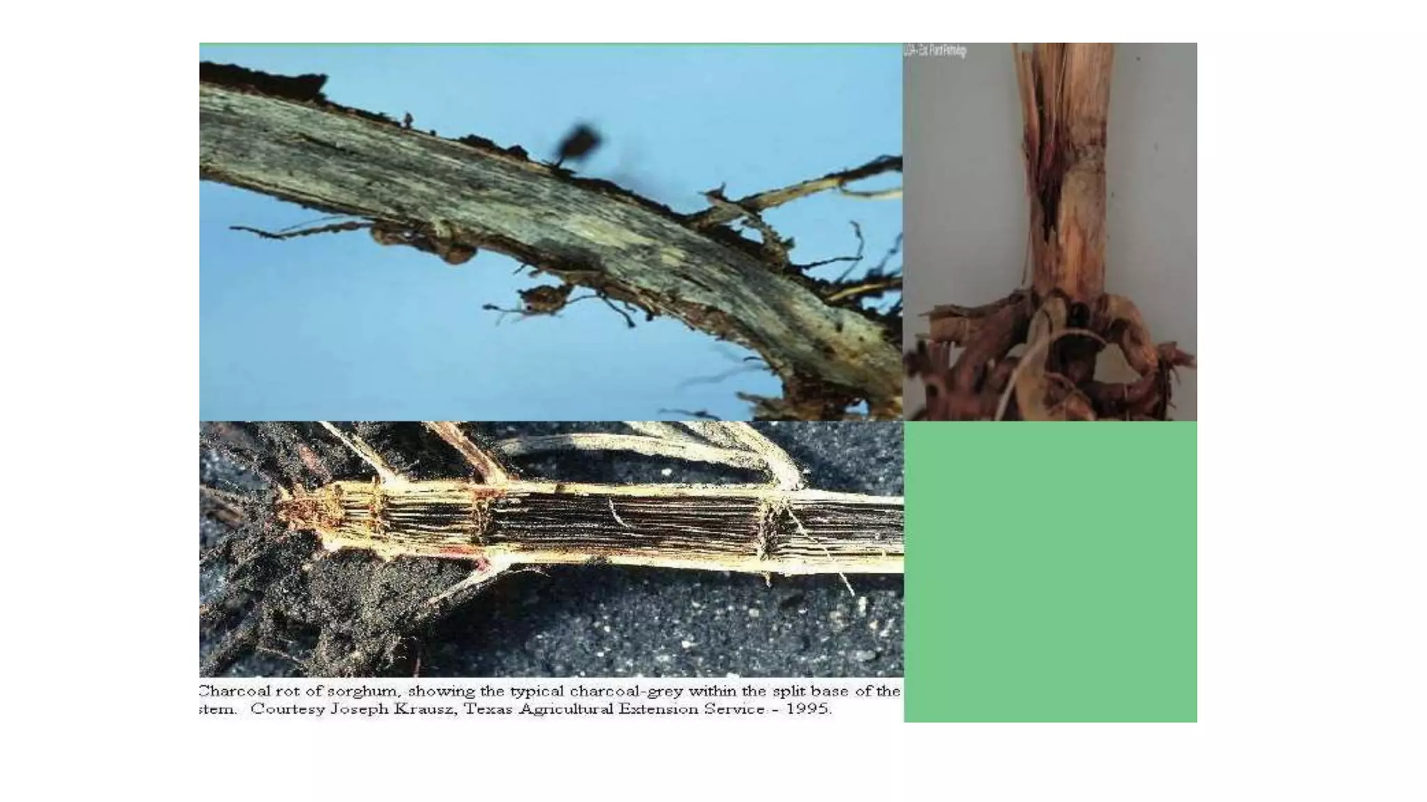 Diseases of sorghum | PPTX