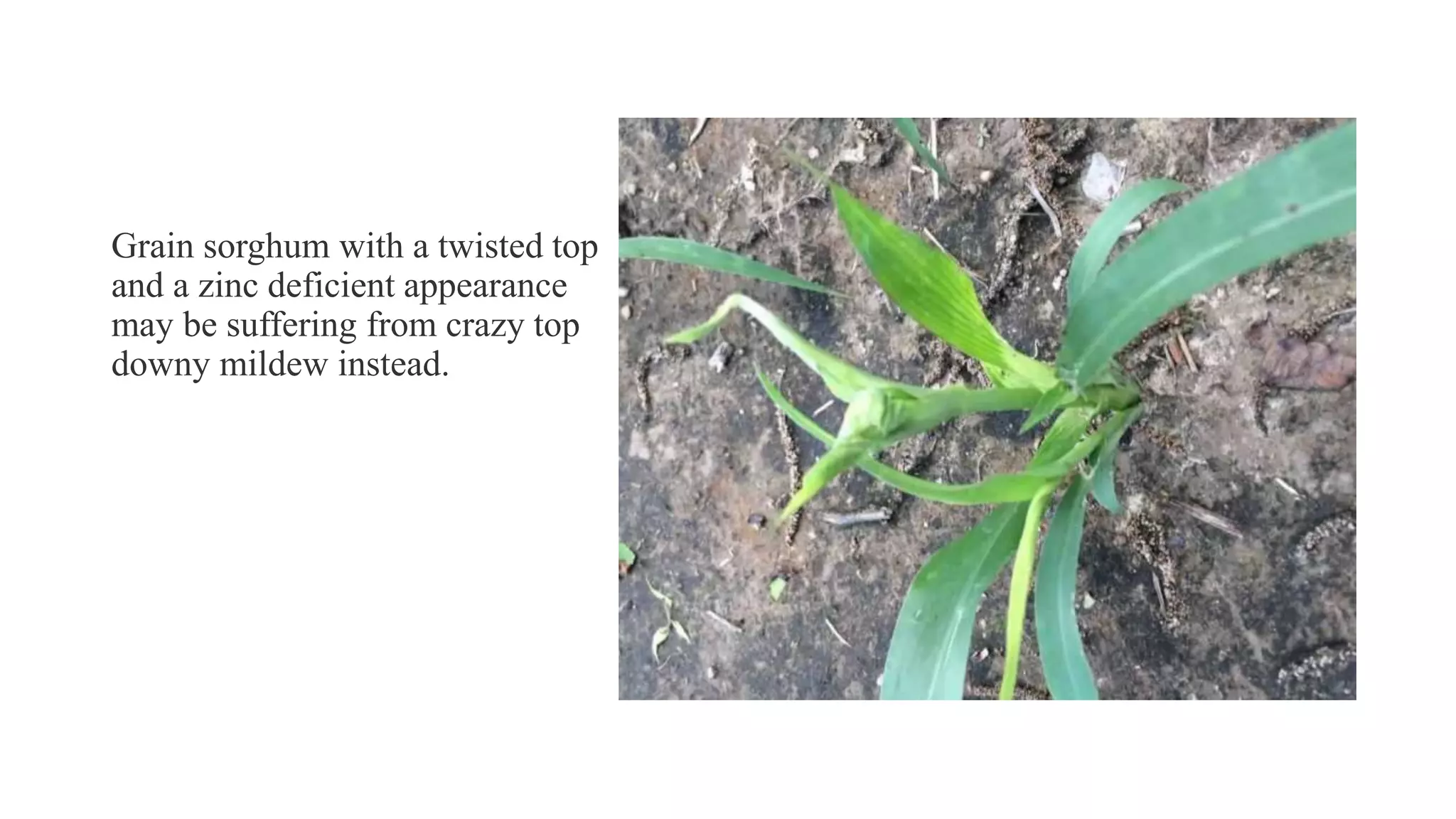 Diseases of sorghum | PPTX
