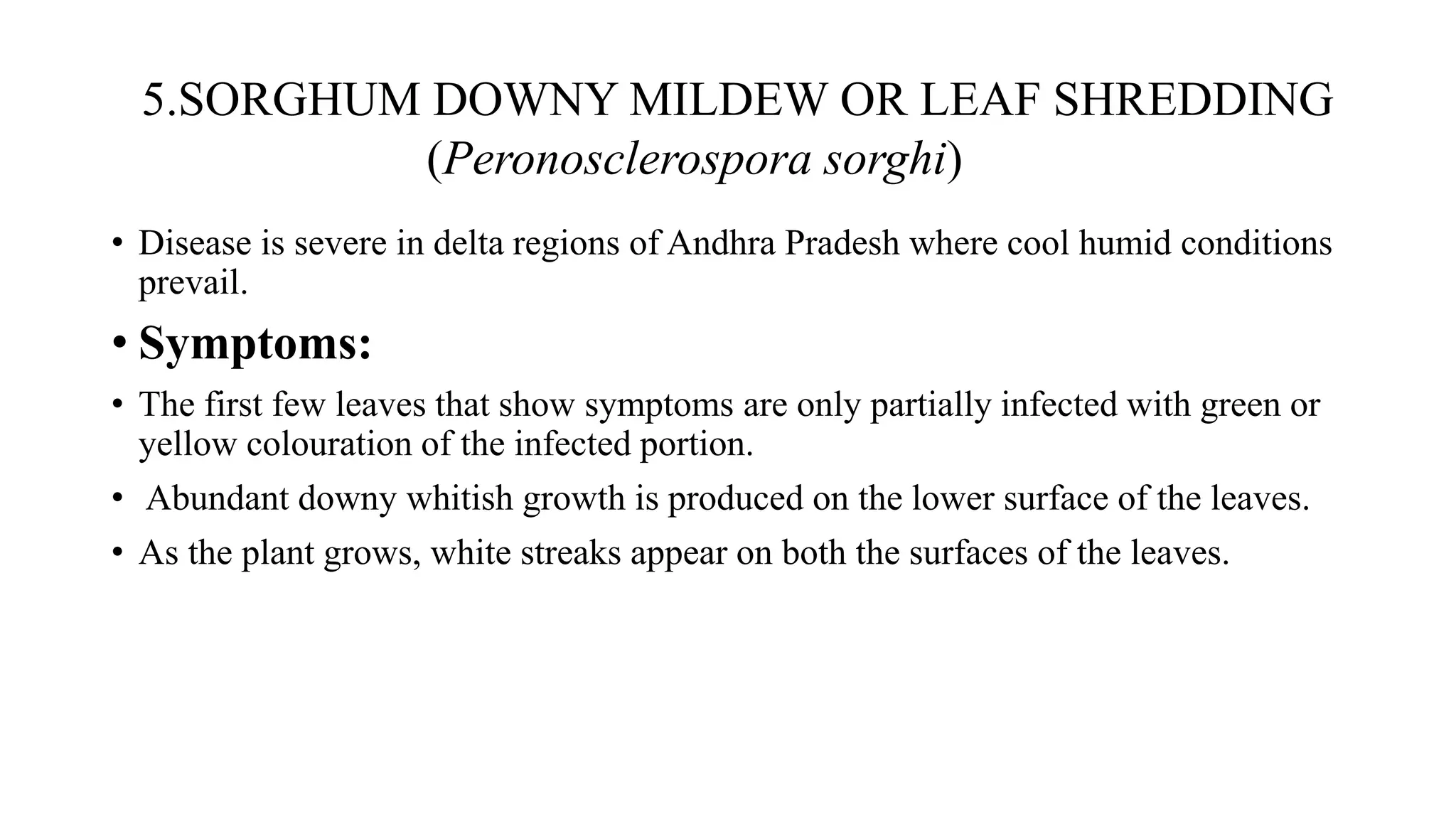 Diseases of sorghum | PPTX