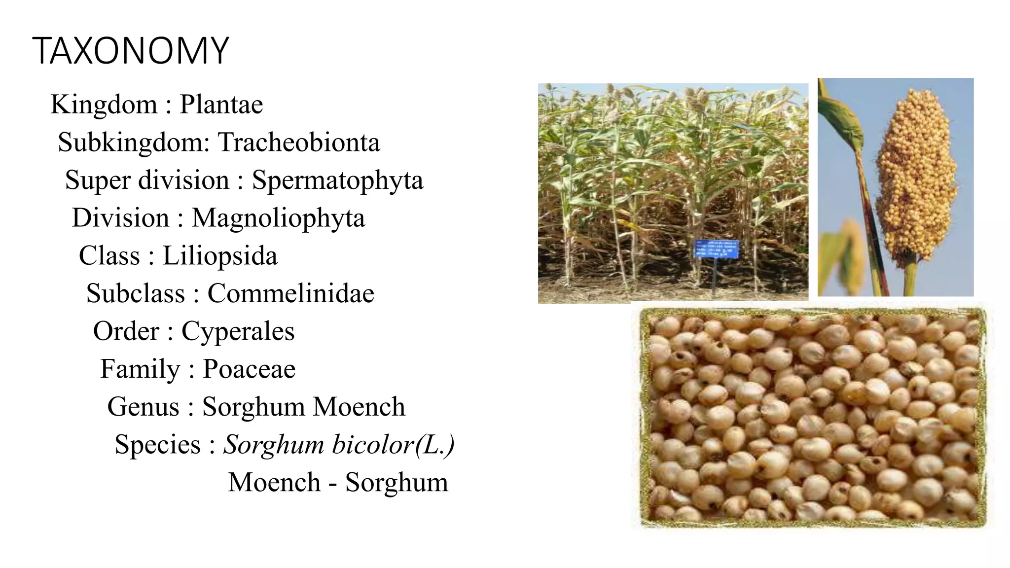 Diseases of sorghum | PPTX