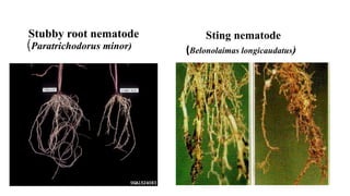 Diseases of sorghum | PPTX