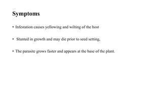 Diseases of sorghum | PPTX