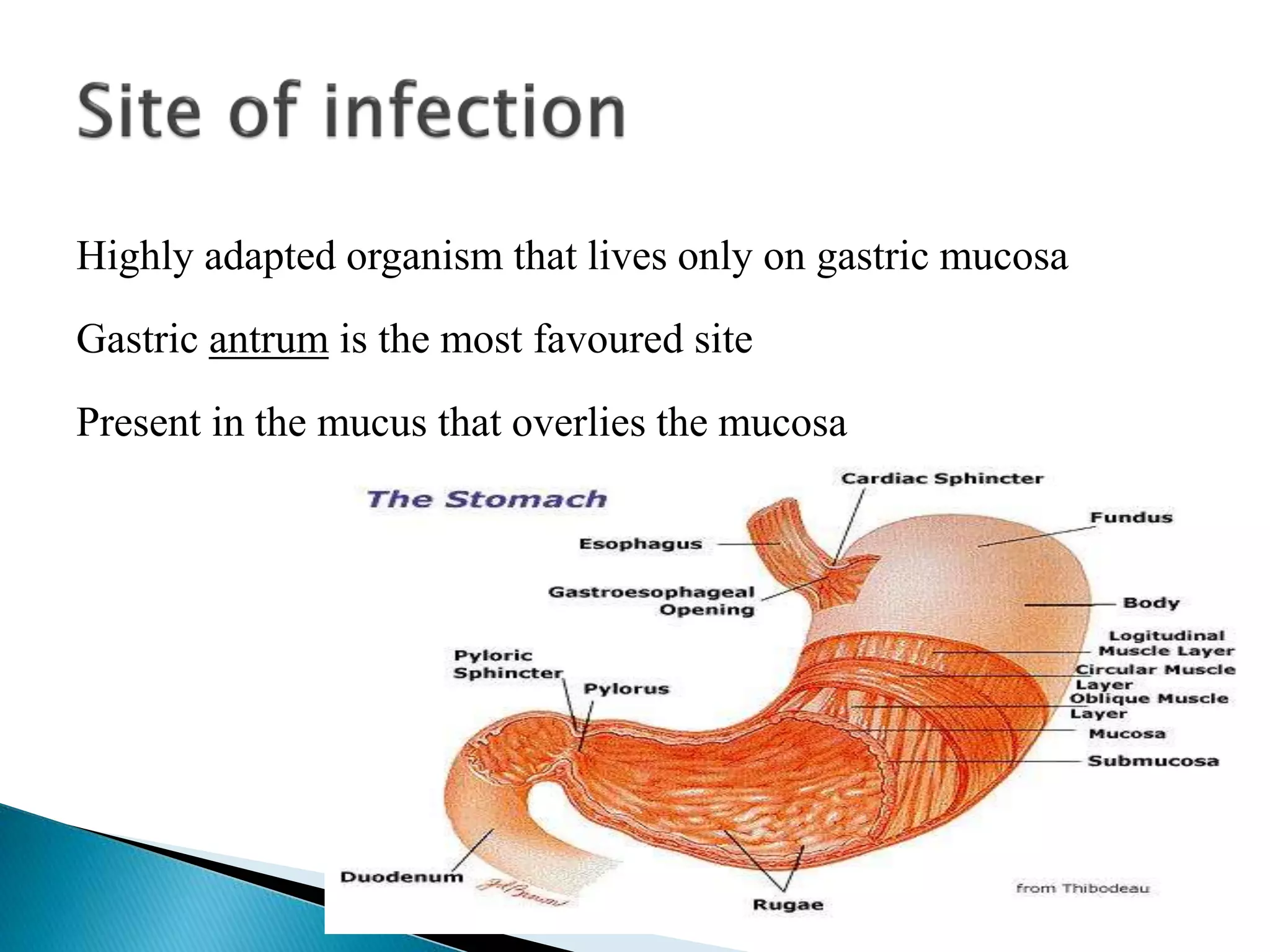 Diseases of stomuch 1.pptx