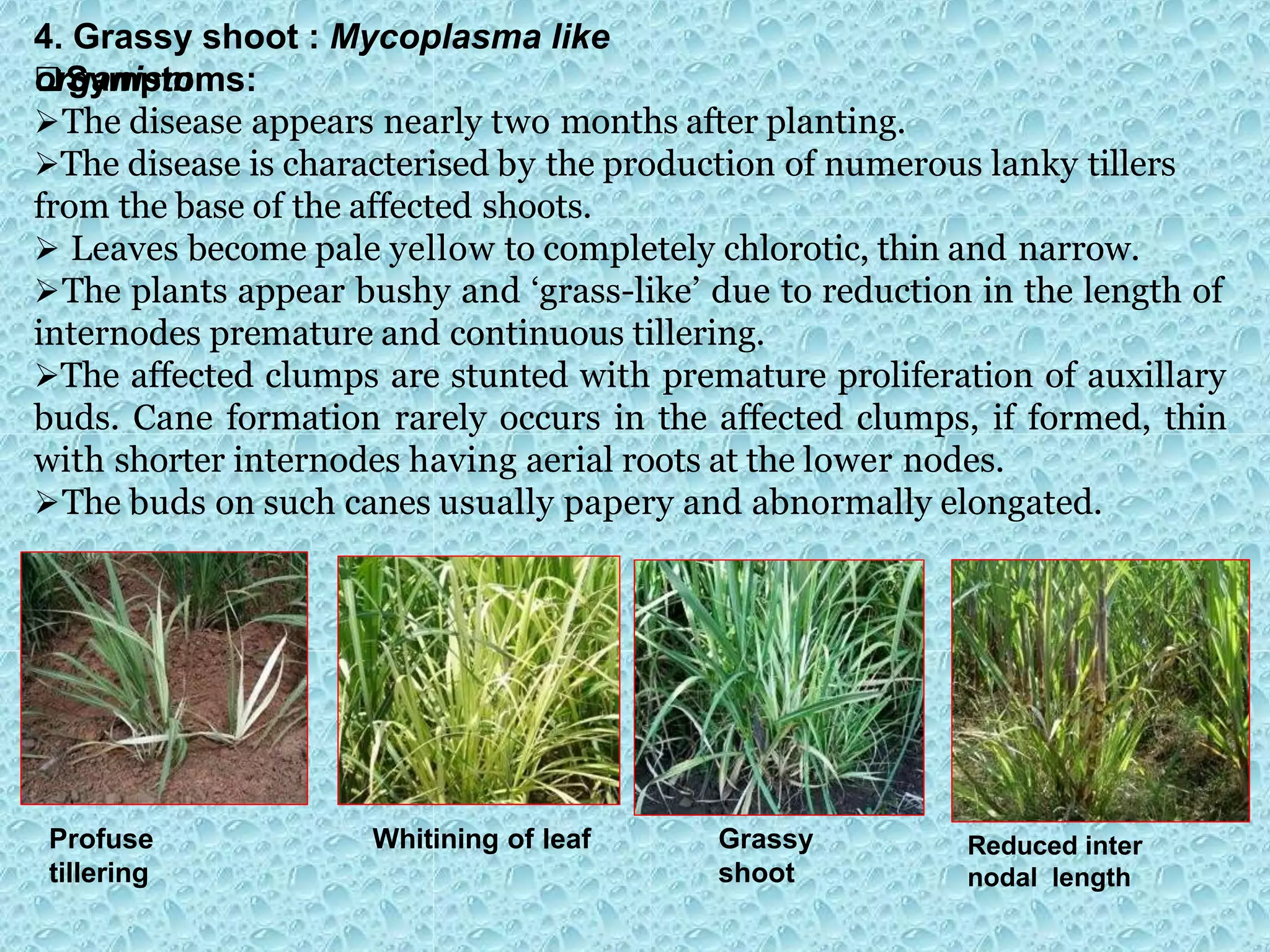 Diseases of Sugarcane | PPTX