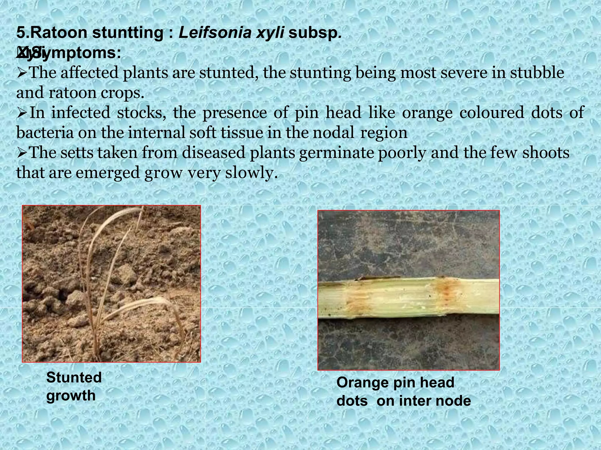 Diseases of Sugarcane | PPTX