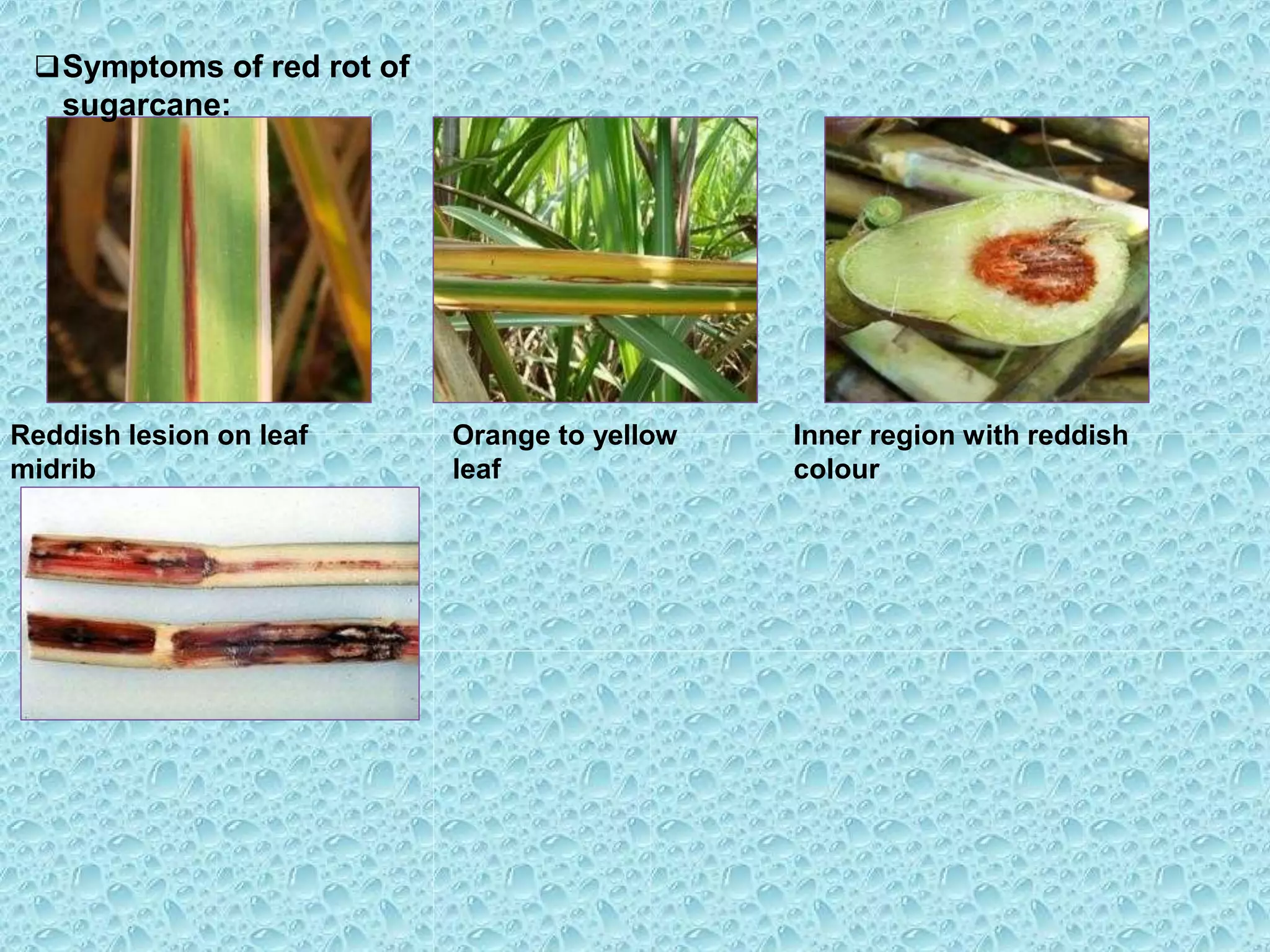 Diseases of Sugarcane | PPTX