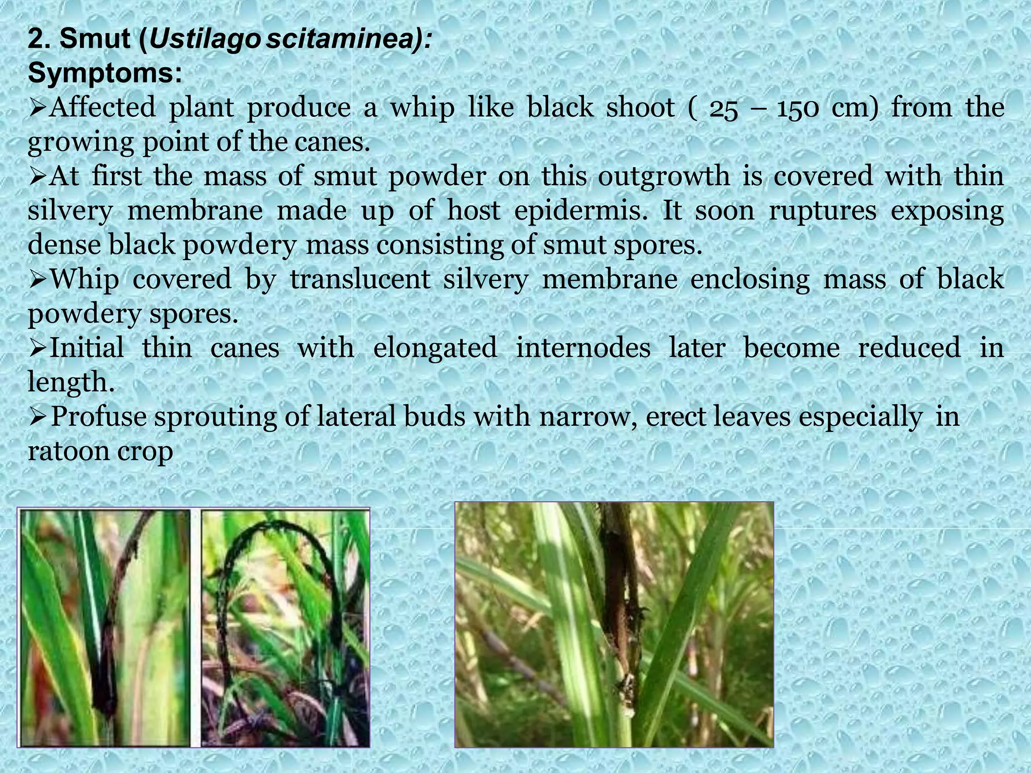 Diseases of Sugarcane | PPTX