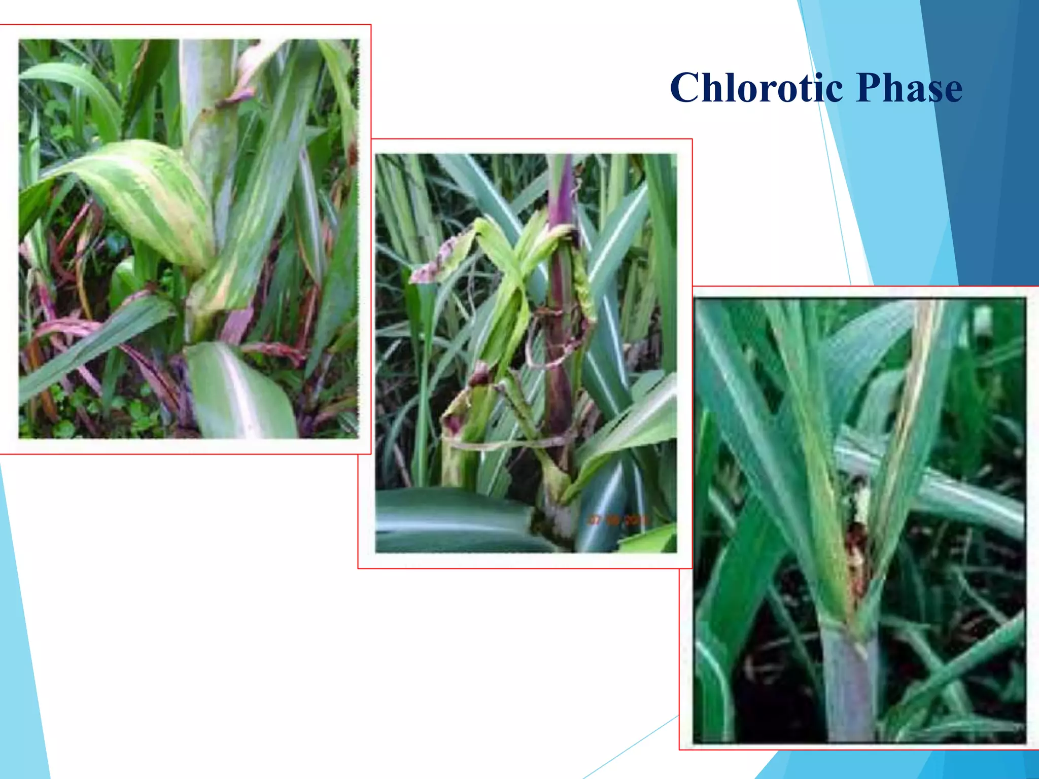 Diseases of sugarcane and their management | PPTX